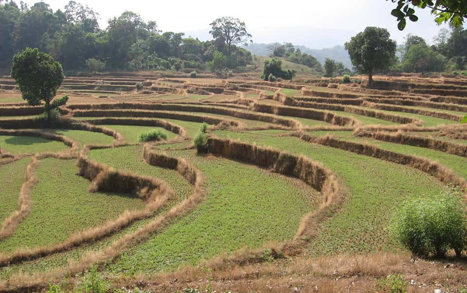 ಕಾಡು ಗದ್ದೆಯ ಬದು ಹಾಗೂ ಶತಮಾನದ ಮೆಲುಕು - Agriculture India