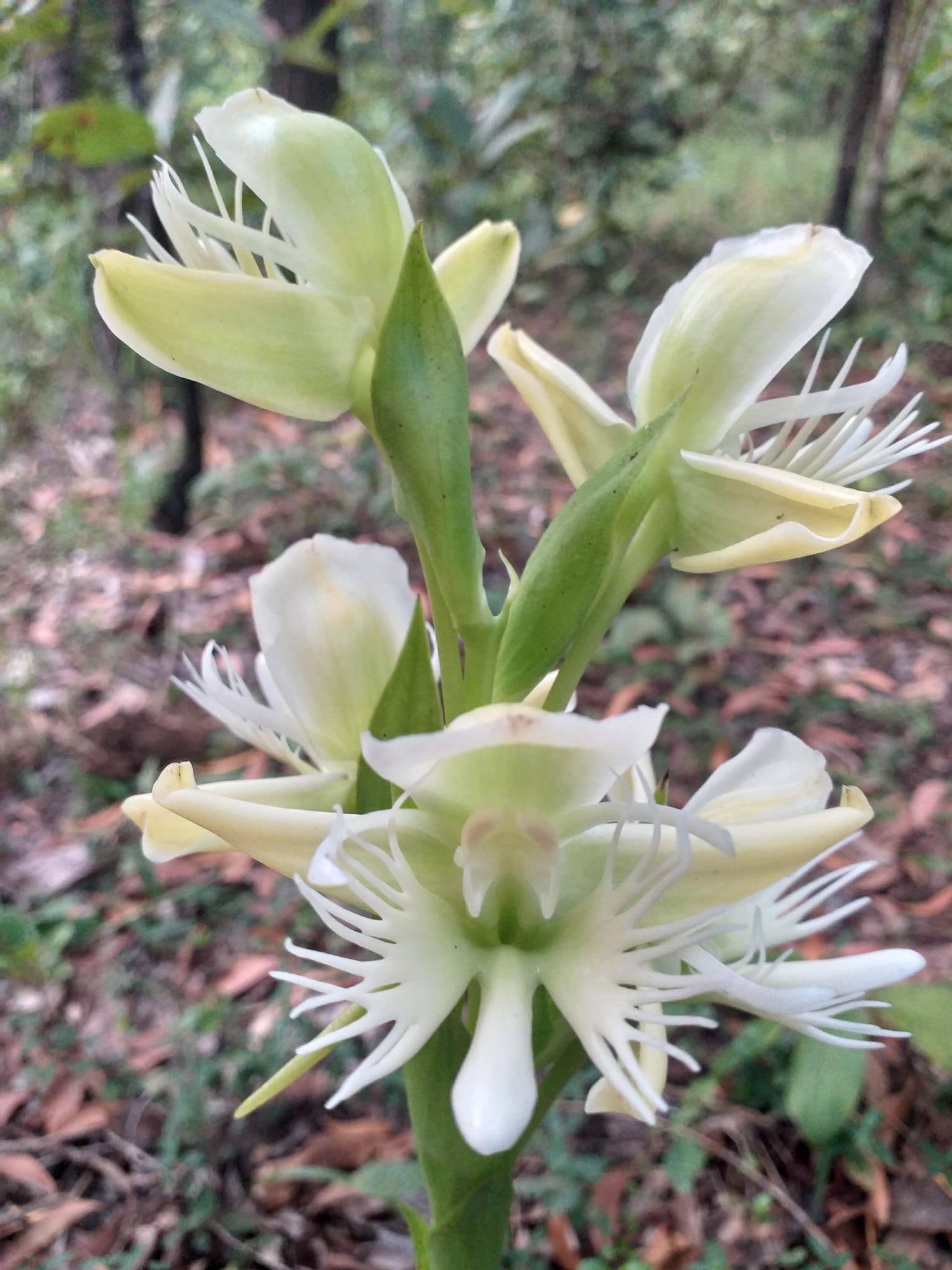 ನಿಮ್ಮೂರ ಈ ಹೂವಿಗೆ ಇನ್ನೇನು ಹೆಸರಿದೆ ? - Agriculture India