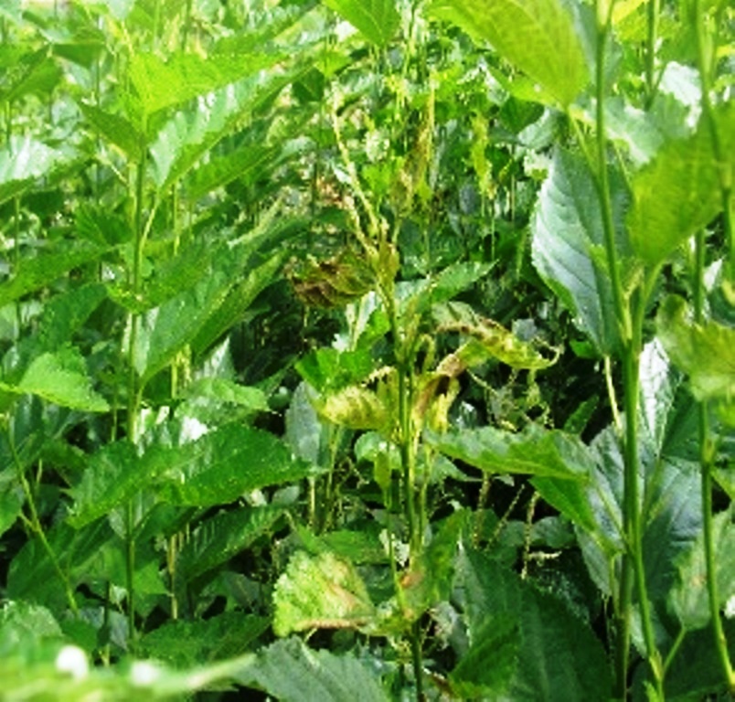 Management of Mites Infesting Mulberry - Agriculture India