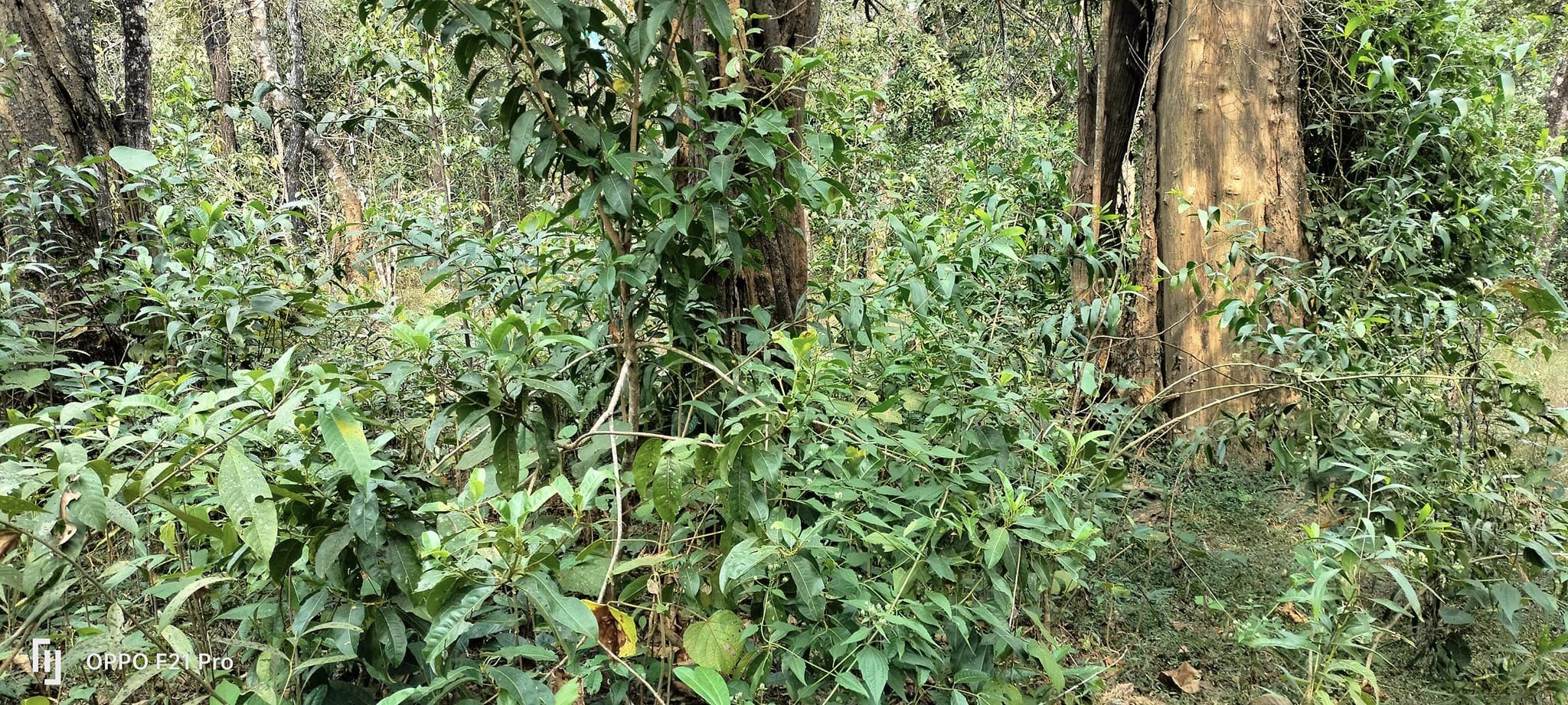 ಸತ್ತಲ್ಲಿ ಹುಟ್ಟುವ ಸಂಭ್ರಮ - Agriculture India
