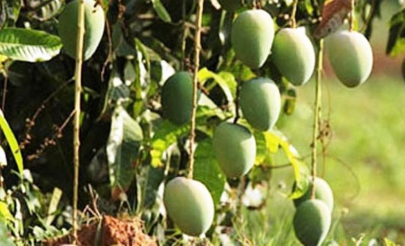 ನೀವೂ ಮಾವಿನ ಮರ ದತ್ತು ತೆಗೆದುಕೊಳ್ಳಿ ! - Agriculture India