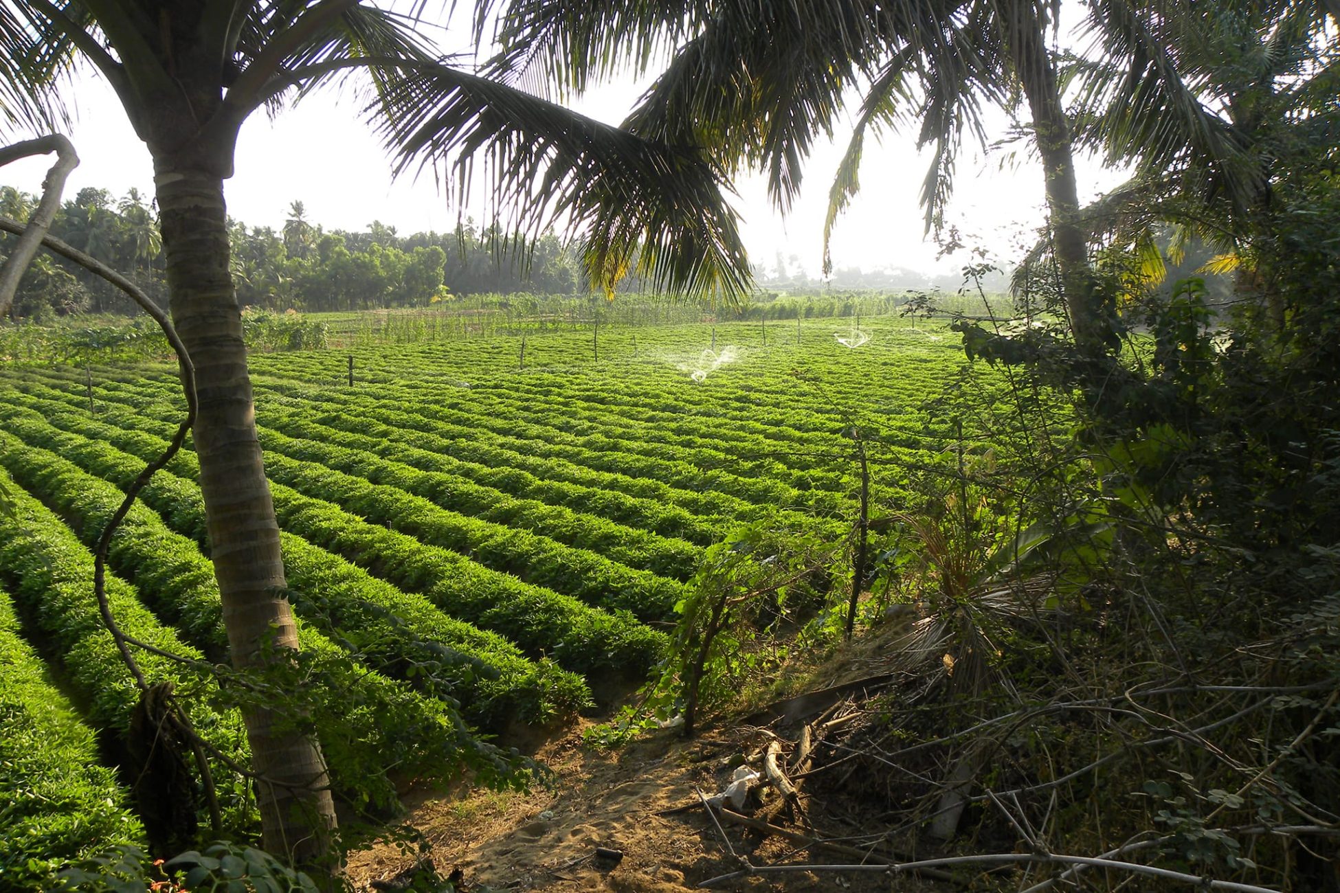 ಮುಂಬೈ ಶಿವರಾತ್ರಿ ಉಪವಾಸಕ್ಕೆ ಗೋಕರ್ಣ ಗೆಣಸು - Agriculture India