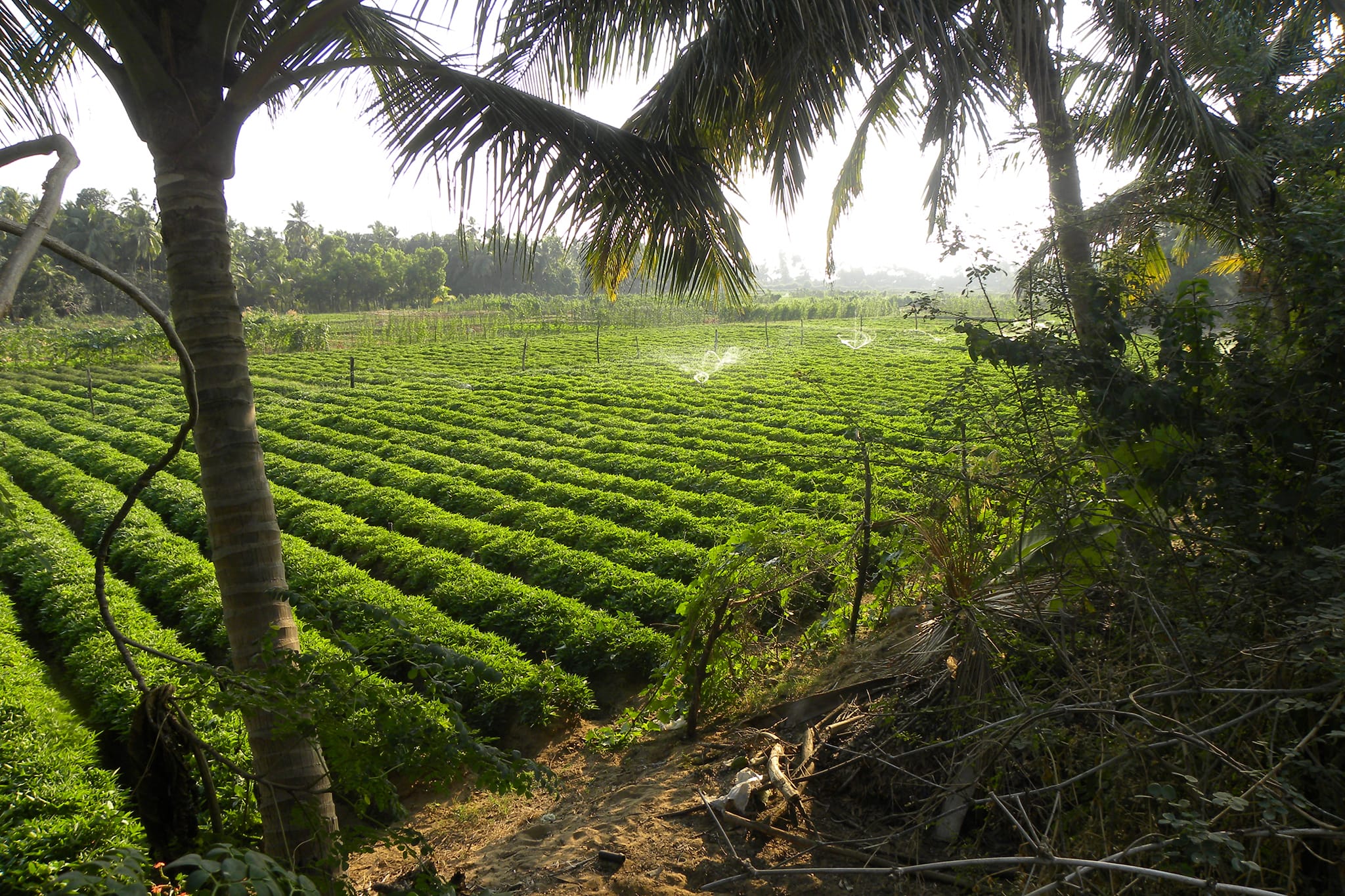 ಮುಂಬೈ ಶಿವರಾತ್ರಿ ಉಪವಾಸಕ್ಕೆ ಗೋಕರ್ಣ ಗೆಣಸು - Agriculture India