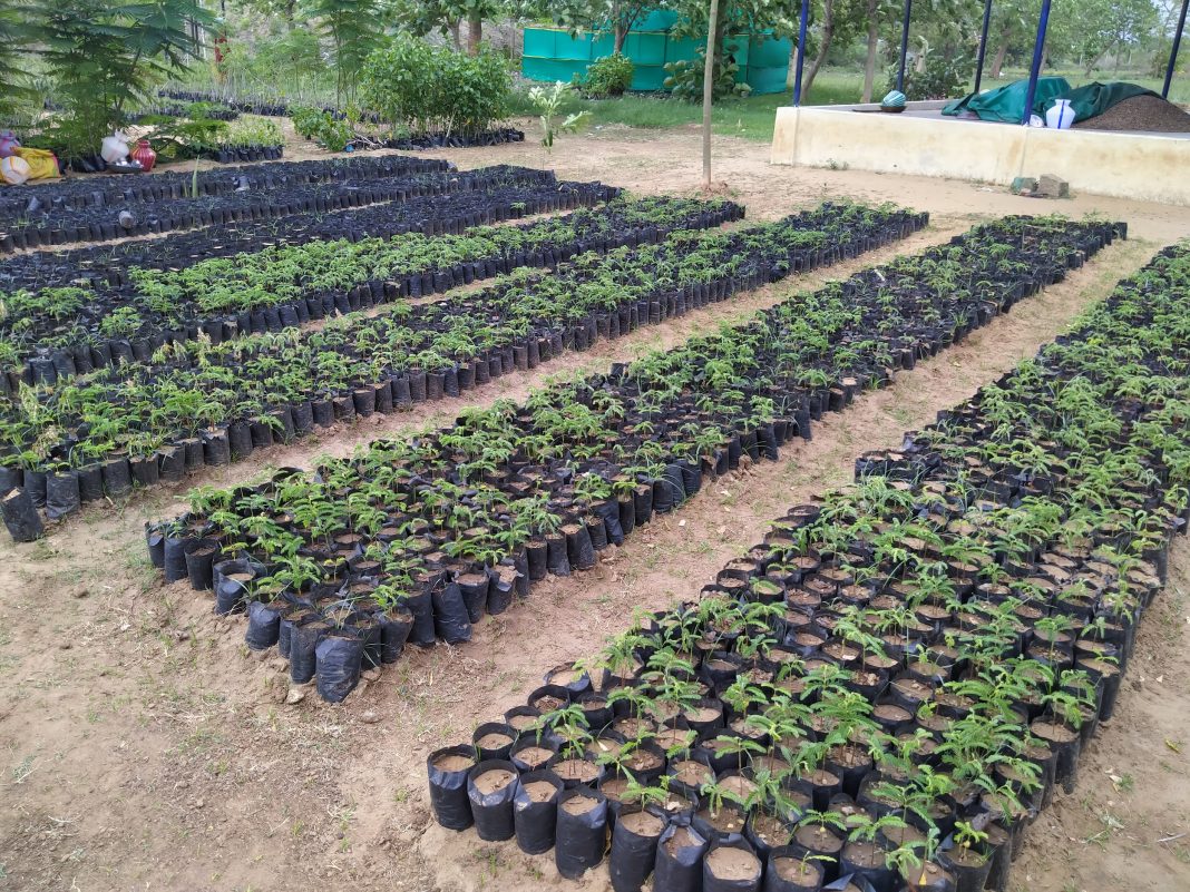 ಬಳ್ಳಾರಿ ಜಾಲಿ ತೆಗೆದು ಮಿಯಾವಾಕಿ ಅರಣ್ಯ ನಿರ್ಮಿಸಿದ ಸಾಹಸ ! - Agriculture India