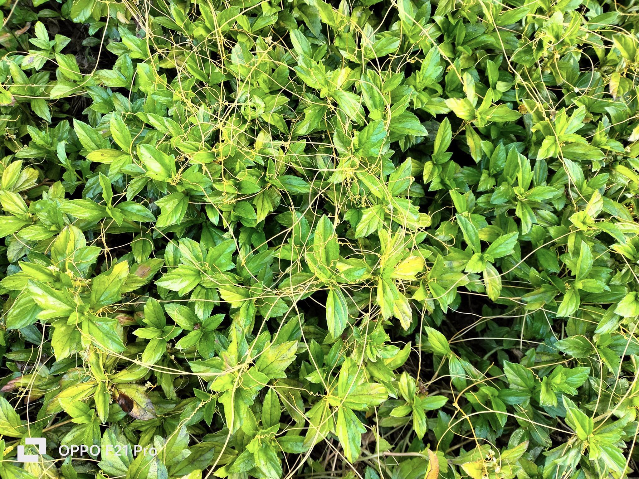 ನಿಸರ್ಗದ ಆಟವೇ ಸೋಜಿಗ ! - Agriculture India