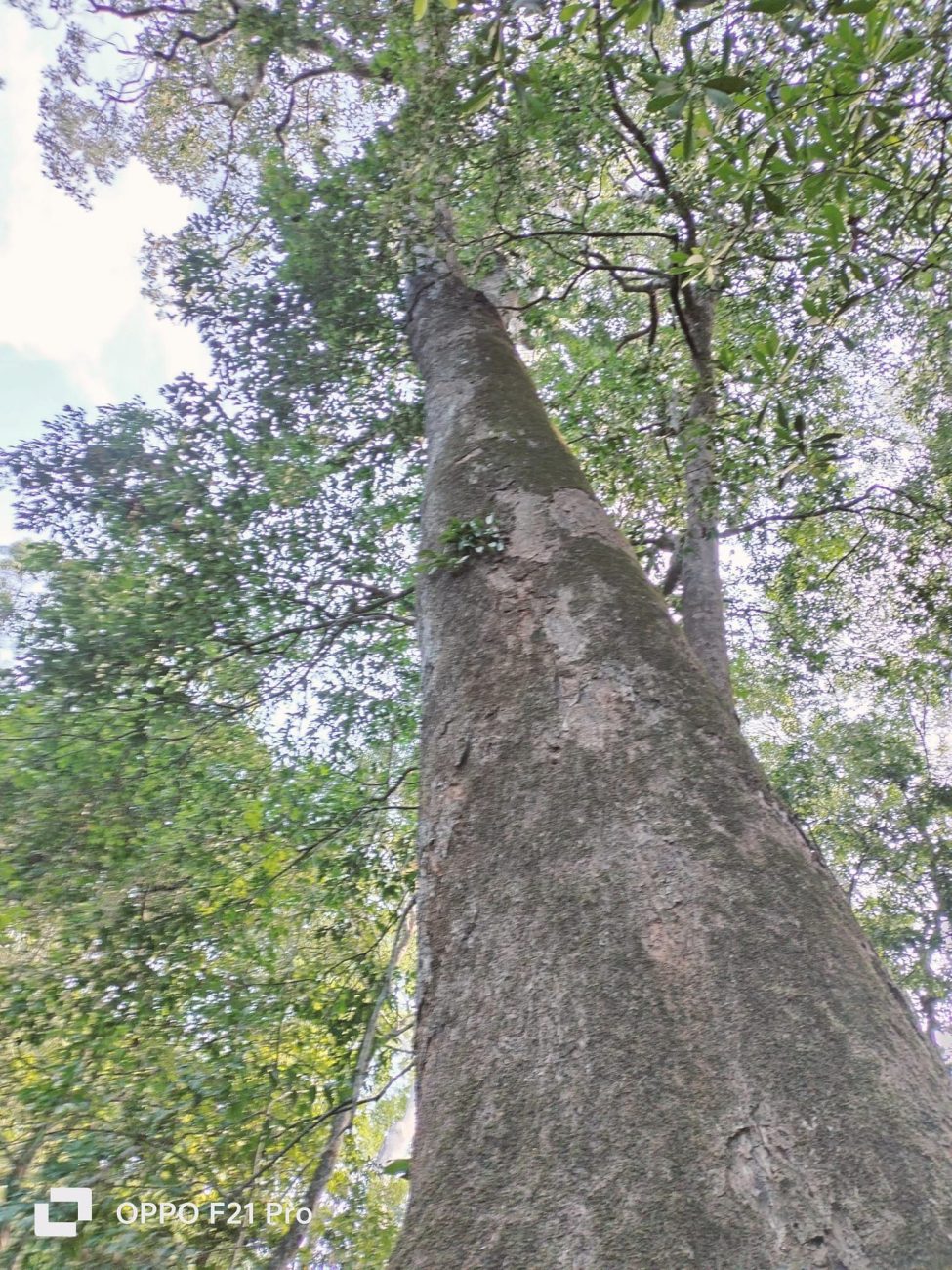 ಹಣ್ಣಿನ ಮರದಡಿಯ ಜ್ಞಾನ - Agriculture India