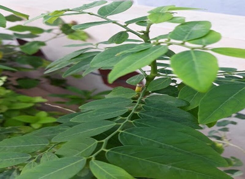 ಅಂಗೈಯಲ್ಲಿ ಆರೋಗ್ಯ; ಚಕ್ರಮುನಿ ಸೊಪ್ಪು ನೀಡುವ ಶಕ್ತಿ ಅಪಾರ - Agriculture India