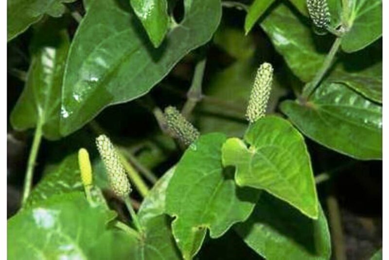 ಅಂಗೈಯಲ್ಲಿ ಆರೋಗ್ಯ; ಹಿಪ್ಪಲಿಯಲ್ಲಿ ಎಷ್ಟೆಲ್ಲಾ ಆರೋಗ್ಯ ಗುಣಗಳಿವೆ ಗೊತ್ತಾ ...