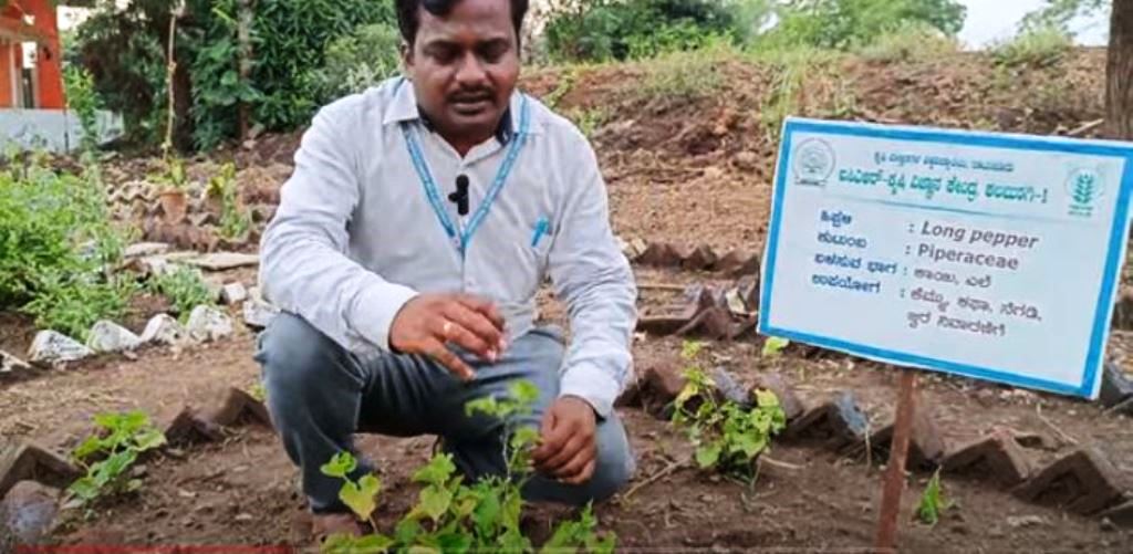 ಅಂಗೈಯಲ್ಲಿ ಆರೋಗ್ಯ; ಹಿಪ್ಪಲಿಯಲ್ಲಿ ಎಷ್ಟೆಲ್ಲಾ ಆರೋಗ್ಯ ಗುಣಗಳಿವೆ ಗೊತ್ತಾ ...