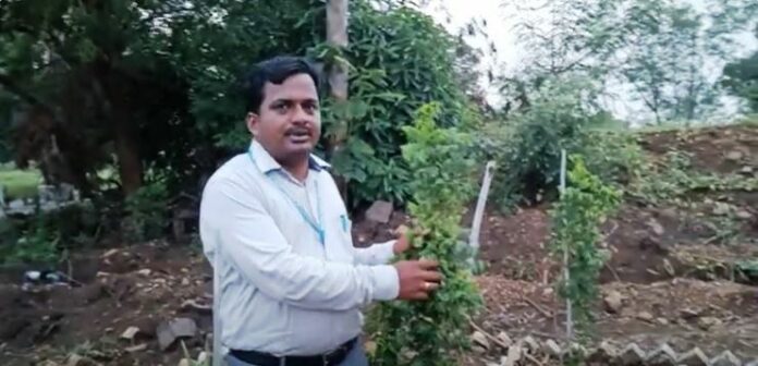 ಅಂಗೈಯಲ್ಲಿ ಆರೋಗ್ಯ; ಚಕ್ರಮುನಿ ಸೊಪ್ಪು ನೀಡುವ ಶಕ್ತಿ ಅಪಾರ - Agriculture India
